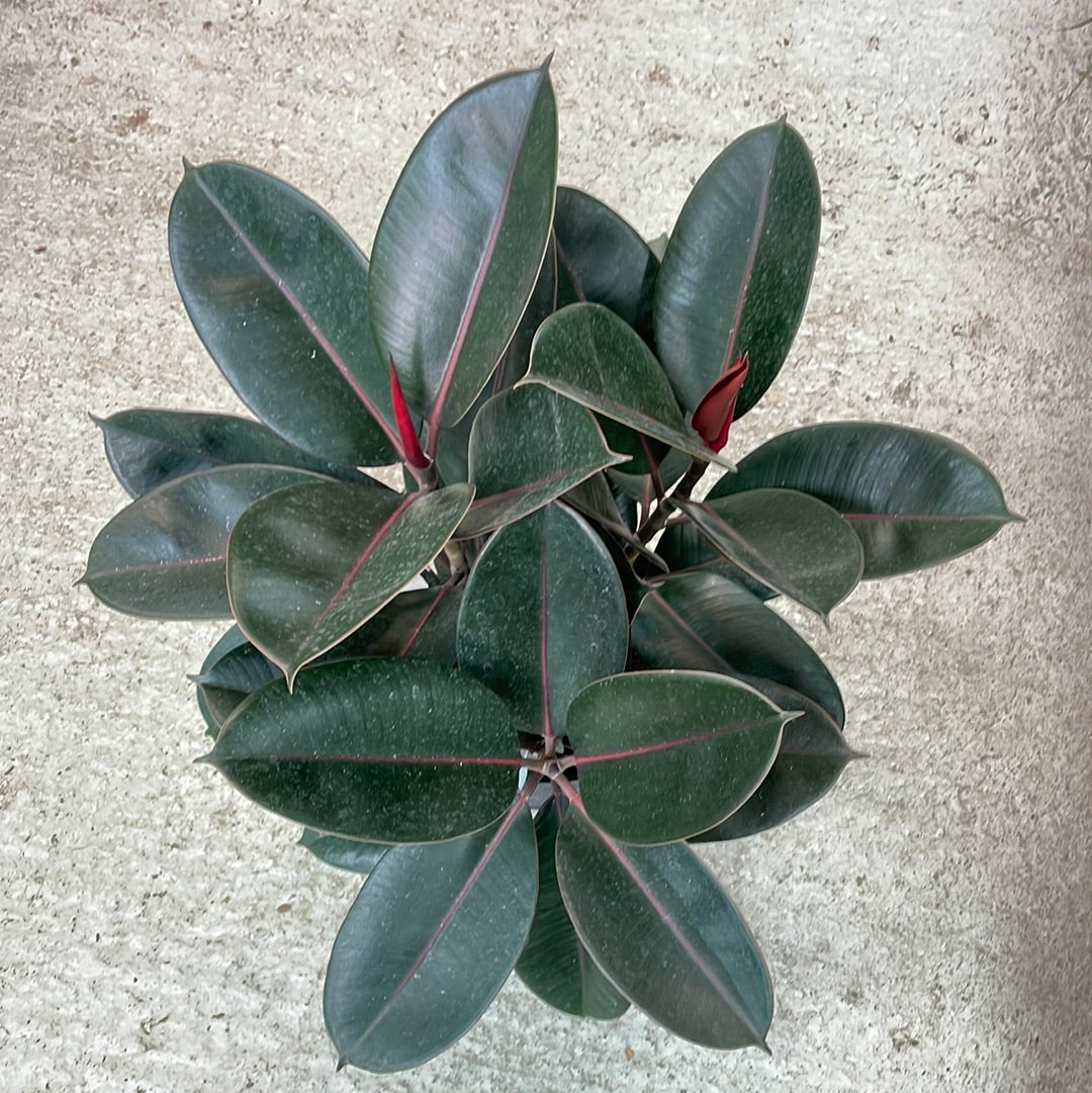 Ficus Burgundy 8" - Burgundy Rubber Tree – Kent East Hill Nursery