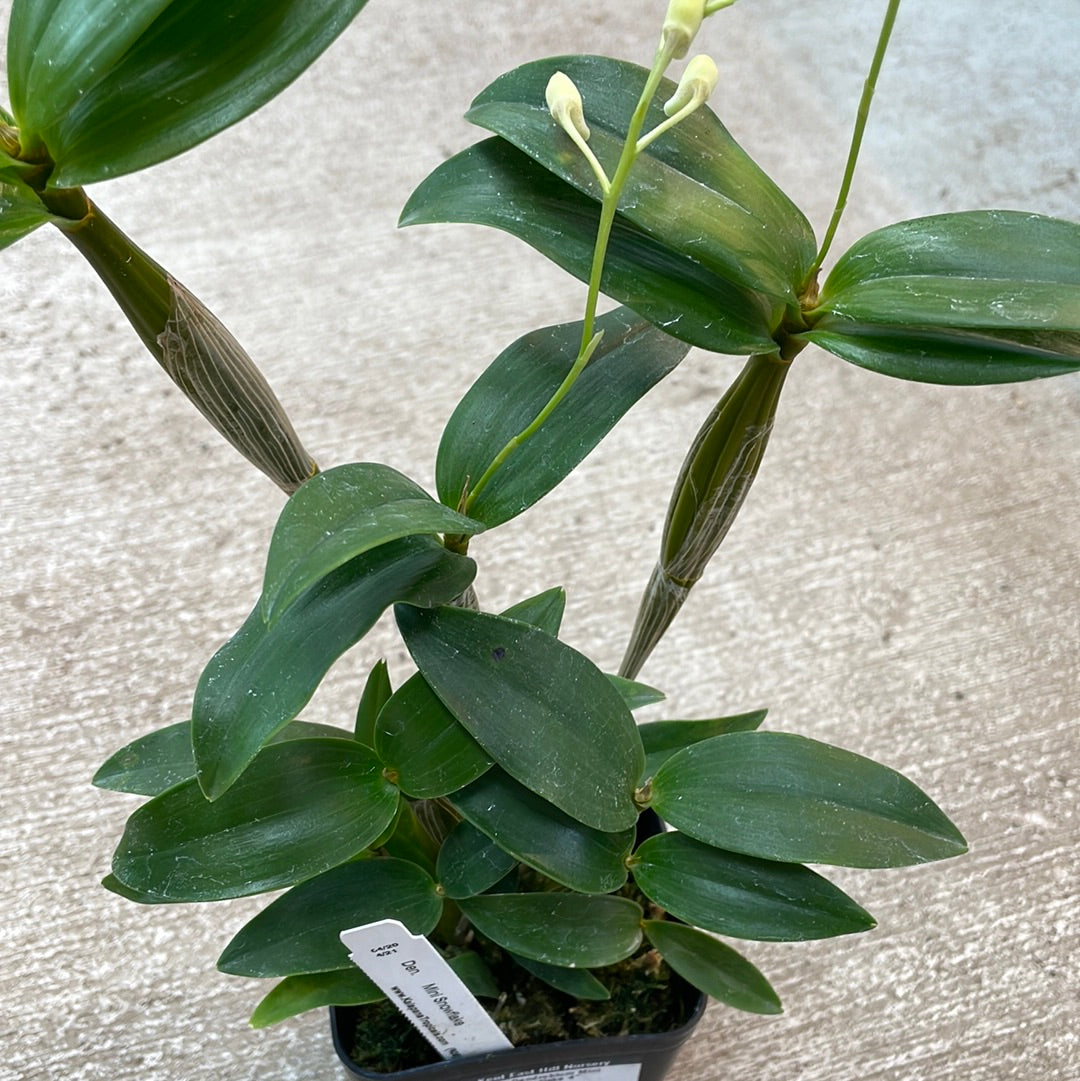 Dendrobium Mini Snowflake 4" – Kent East Hill Nursery