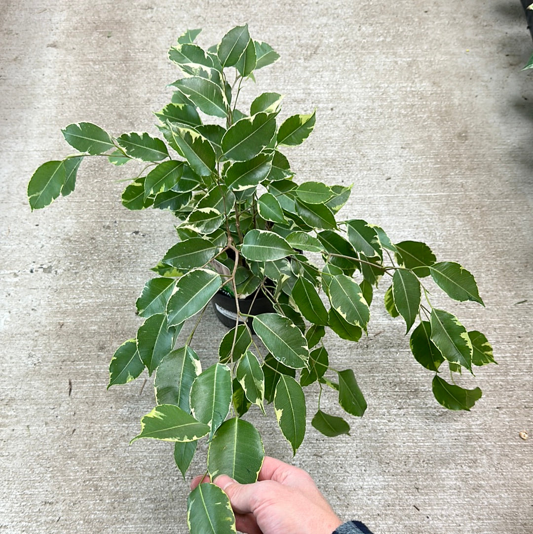 Ficus Benjamina Variegata 6" - Weeping Fig – Kent East Hill Nursery