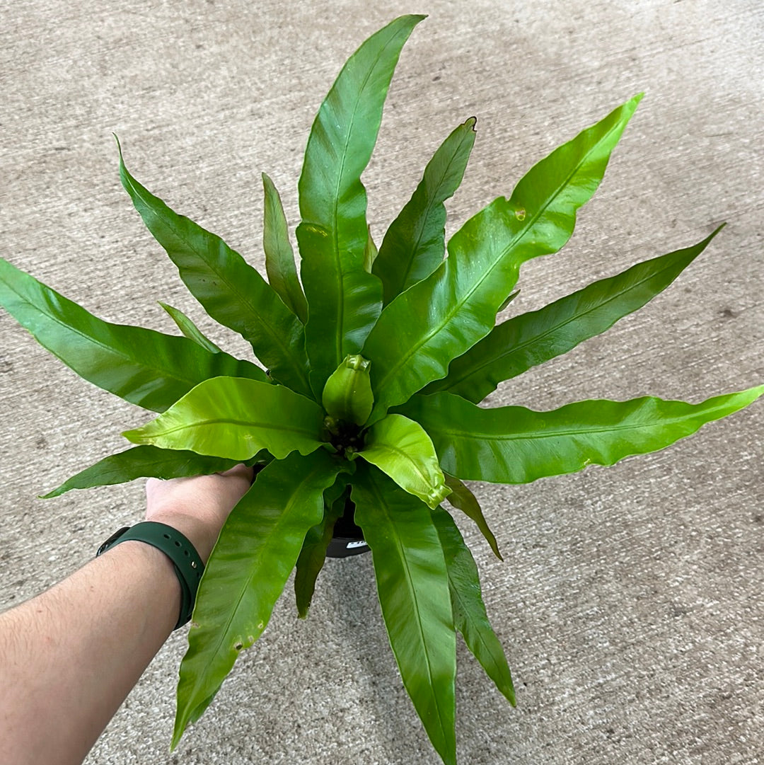 Asplenium sp. 6" - Birdsnest Fern – Kent East Hill Nursery