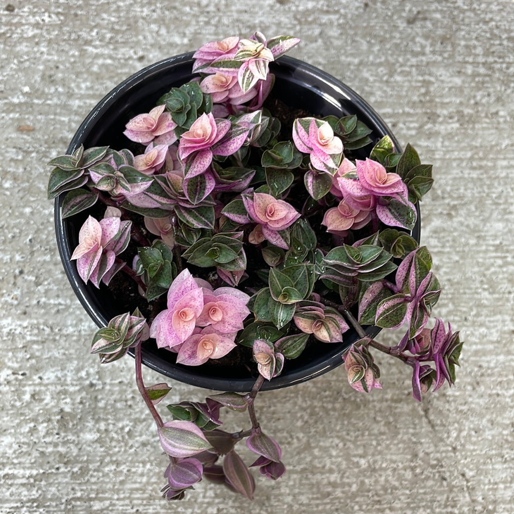 Callisia 'Pink Lady' 4" - Pink Lady Turtle Vine – Kent East Hill Nursery