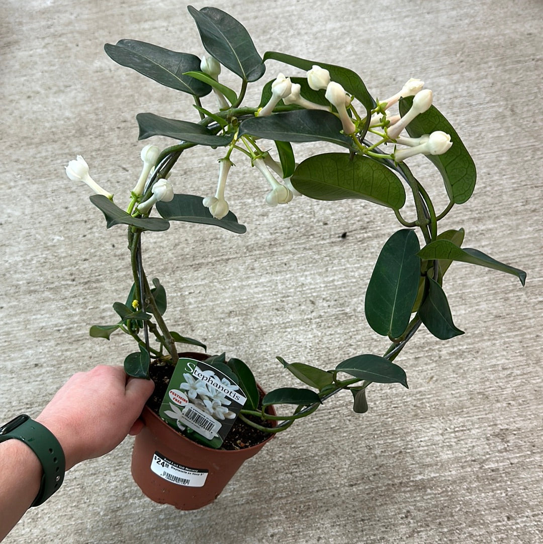 Stephanotis on Hoop 5" – Kent East Hill Nursery