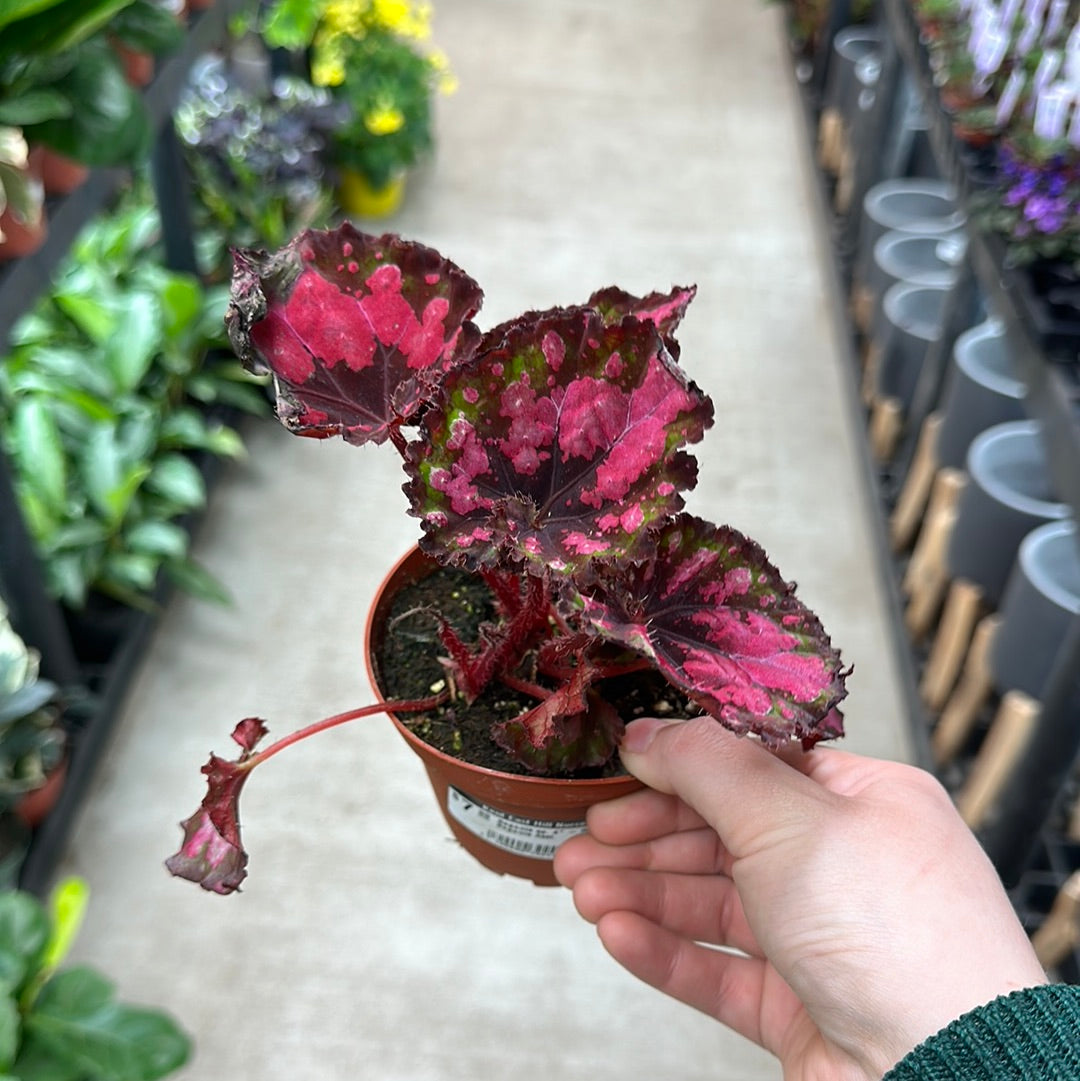 Rex Begonia Plant