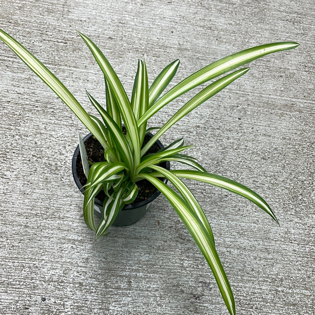 Chlorophytum sp. 4" - Spider Plant Variegated – Kent East Hill Nursery