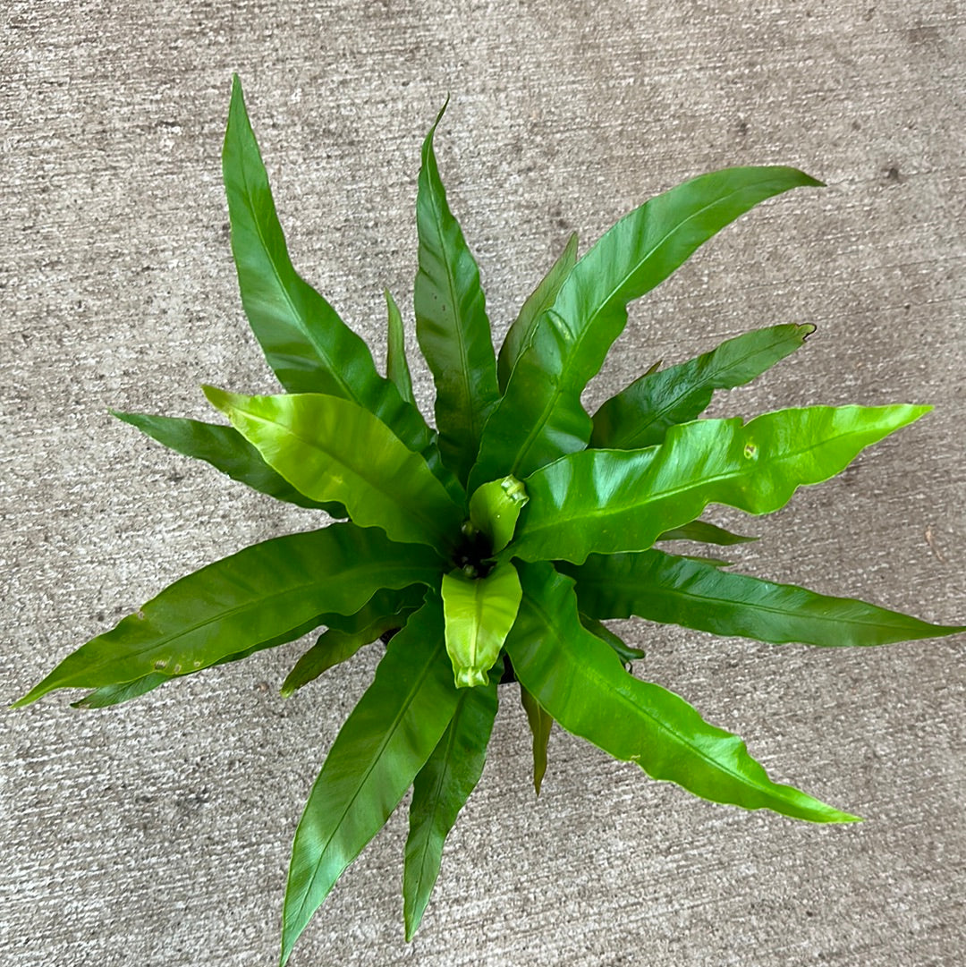 Asplenium sp. 6" - Birdsnest Fern – Kent East Hill Nursery