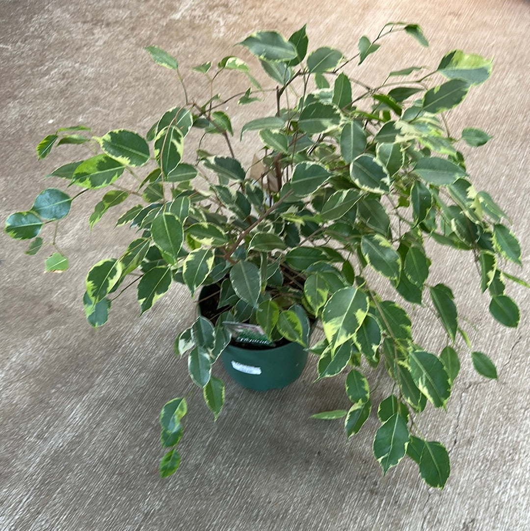 Ficus benjamina variegata 8" - Variegated Weeping Fig – Kent East Hill ...