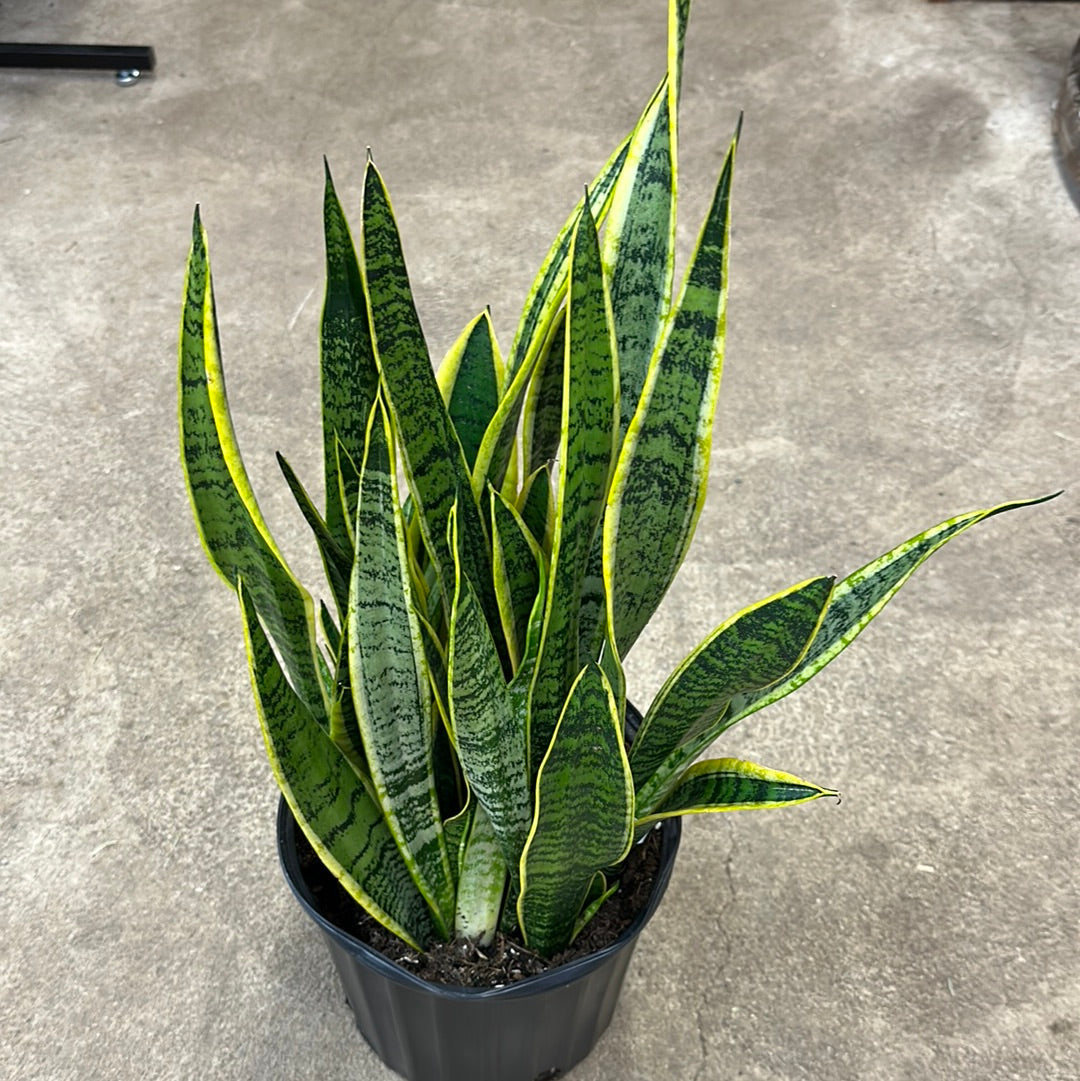 Sansevieria Laurentii 10" - Variegated Snake Plant – Kent East Hill Nursery