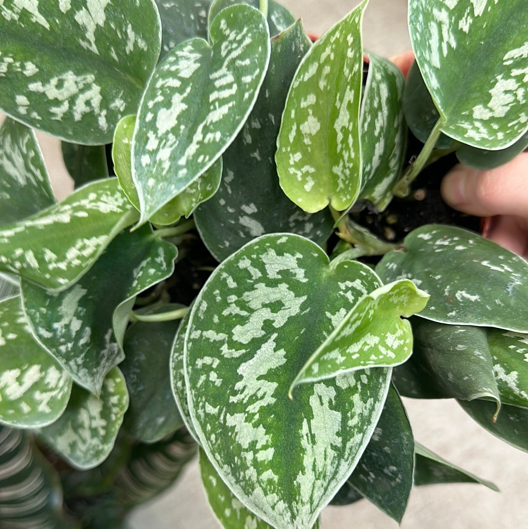 Scindapsus pictus argyraeus 6" - Satin Pothos – Kent East Hill Nursery