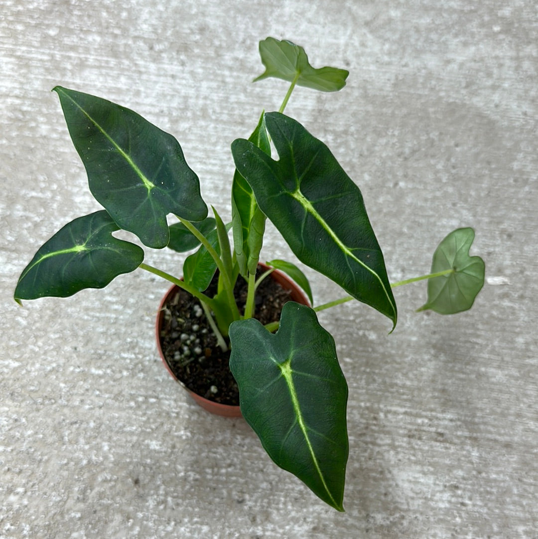 Alocasia Velvet Elvis 4" – Kent East Hill Nursery