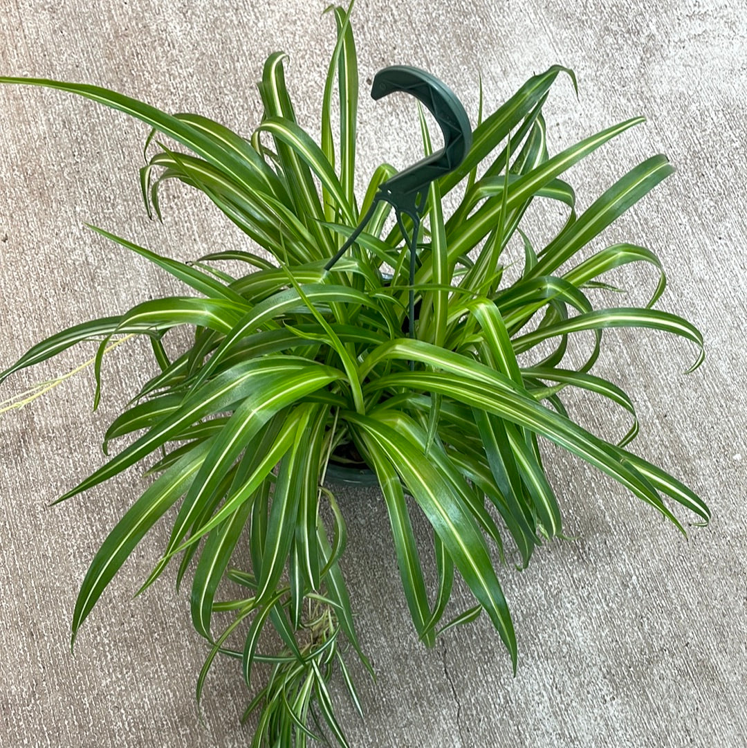 Chlorophytum sp. 8"HB - Spider Plant Variegated – Kent East Hill Nursery