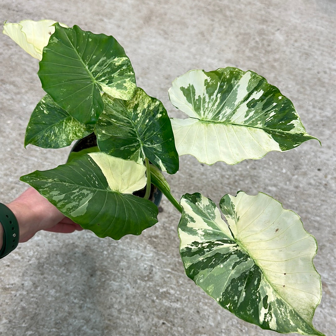 Alocasia Gageana Variegata 6" – Kent East Hill Nursery