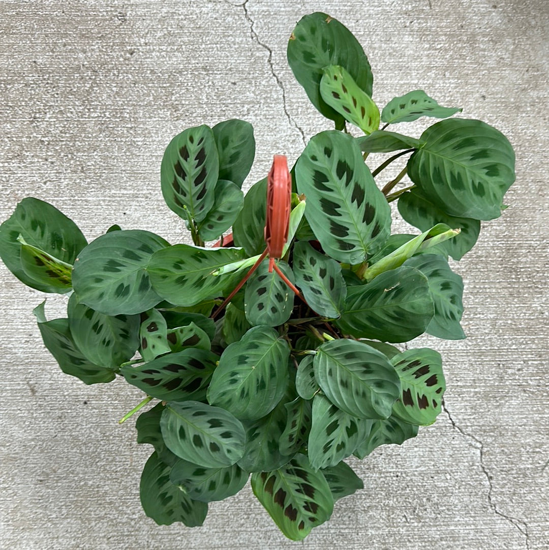 Maranta sp. 8" HB - Green Prayer Plant – Kent East Hill Nursery
