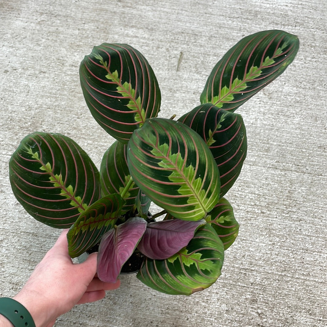 Maranta Red 4" - Red Prayer Plant – Kent East Hill Nursery
