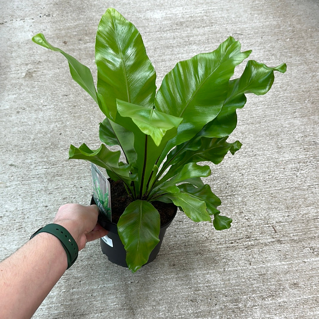 Asplenium sp. 6" - Bird's Nest Fern – Kent East Hill Nursery