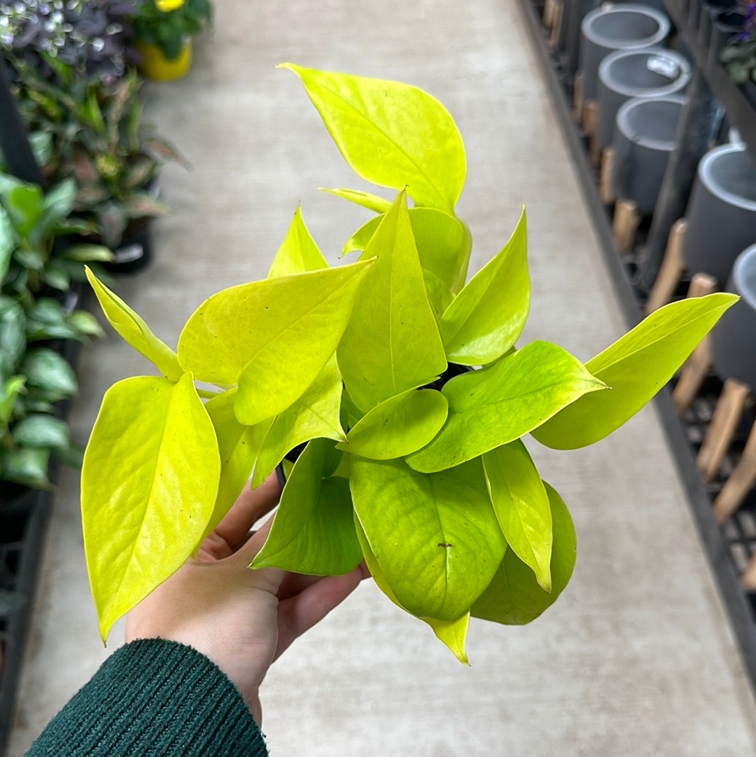 Epipremnum a 'Neon' 4" - Neon Pothos – Kent East Hill Nursery