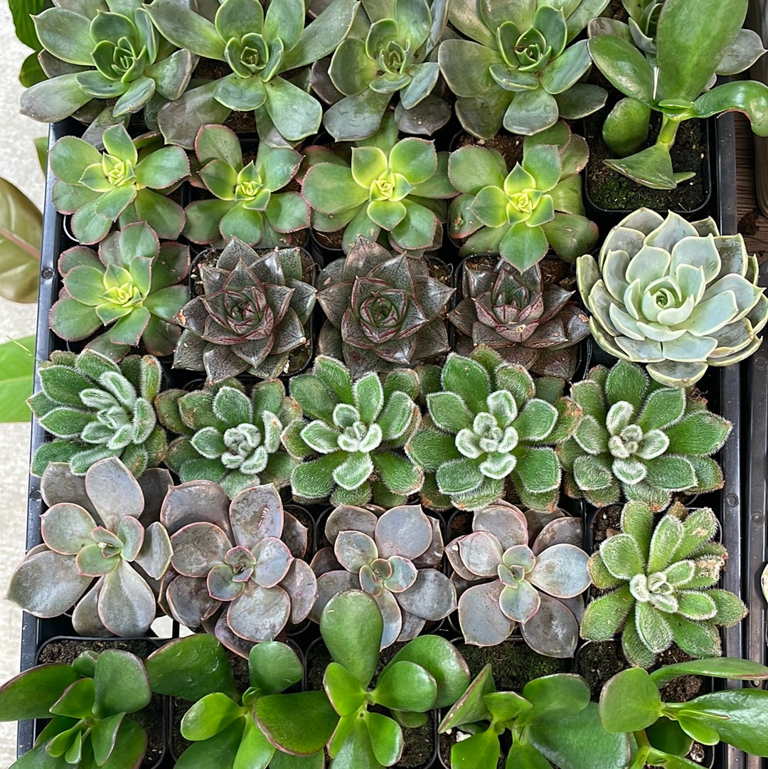 Succulent Asst. Colorful Mix 2" – Kent East Hill Nursery