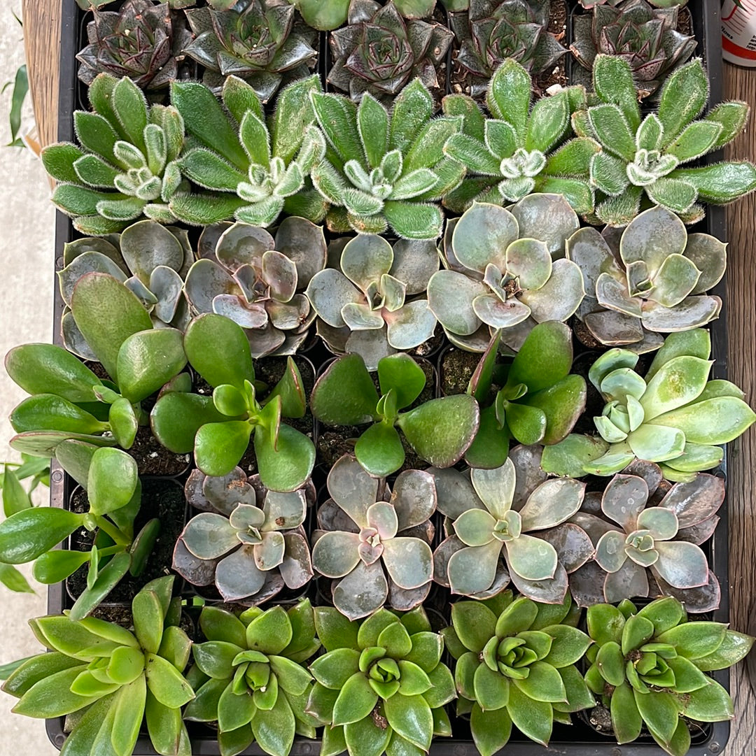 Succulent Asst. Colorful Mix 2" – Kent East Hill Nursery
