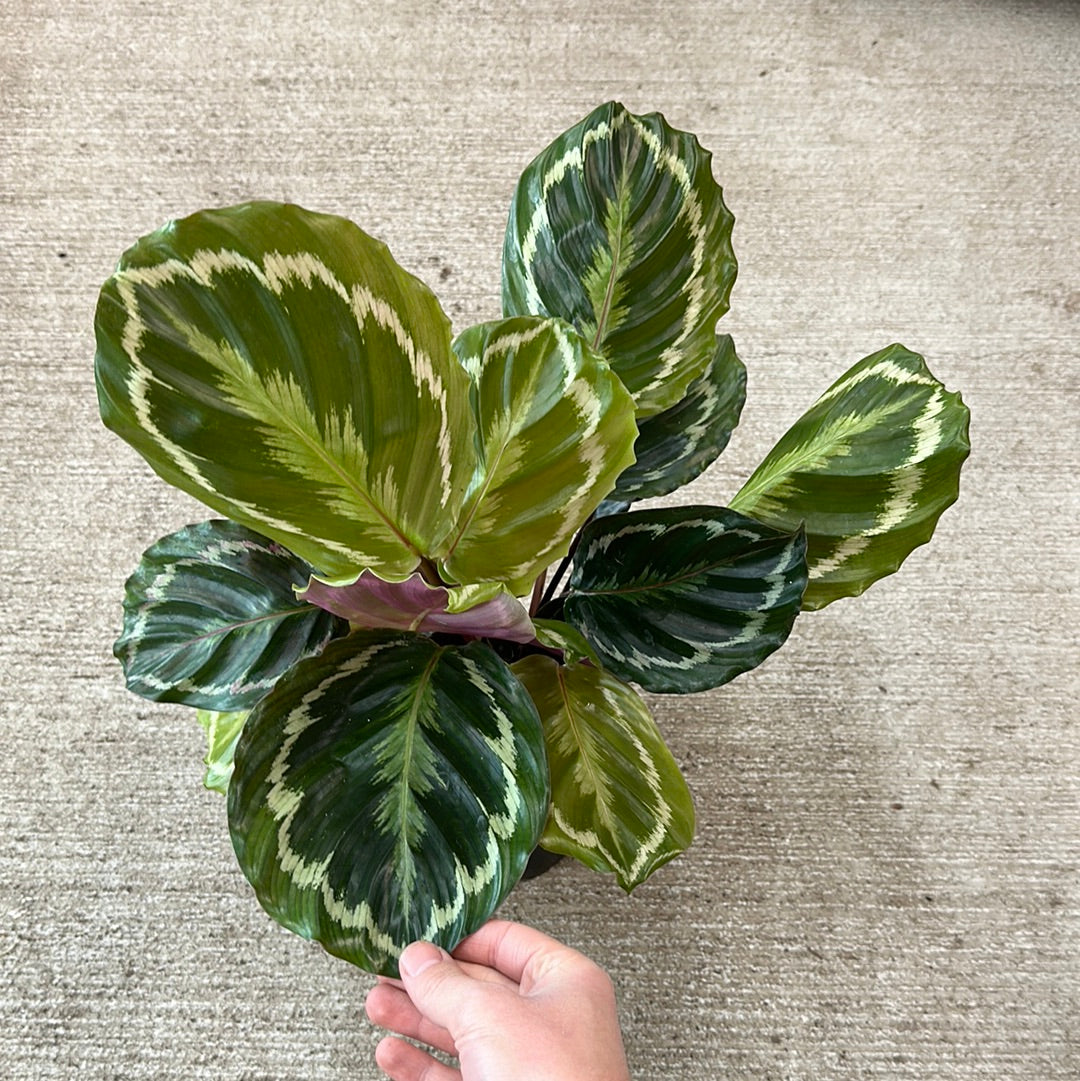 Calathea Medallion 6" – Kent East Hill Nursery