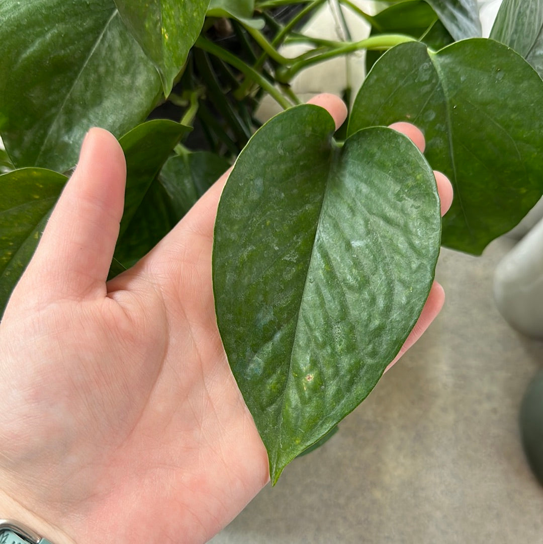 Epipremnum 'Jade' 8" HB - Jade Pothos – Kent East Hill Nursery
