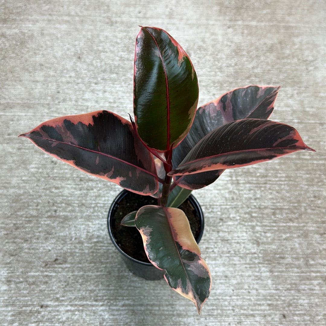 Ficus decora 'Ruby' 4" – Kent East Hill Nursery