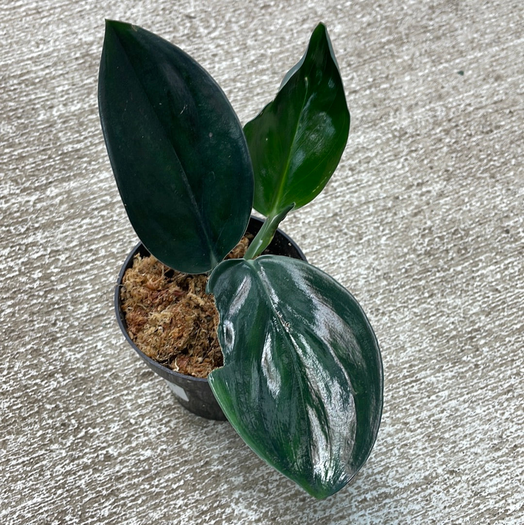 Scindapsus treubii dark form 2" – Kent East Hill Nursery