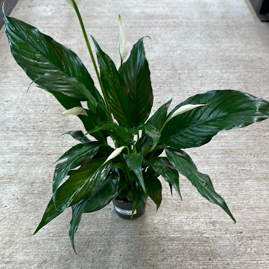 Spathiphyllum sp. 4" - Peace Lily – Kent East Hill Nursery