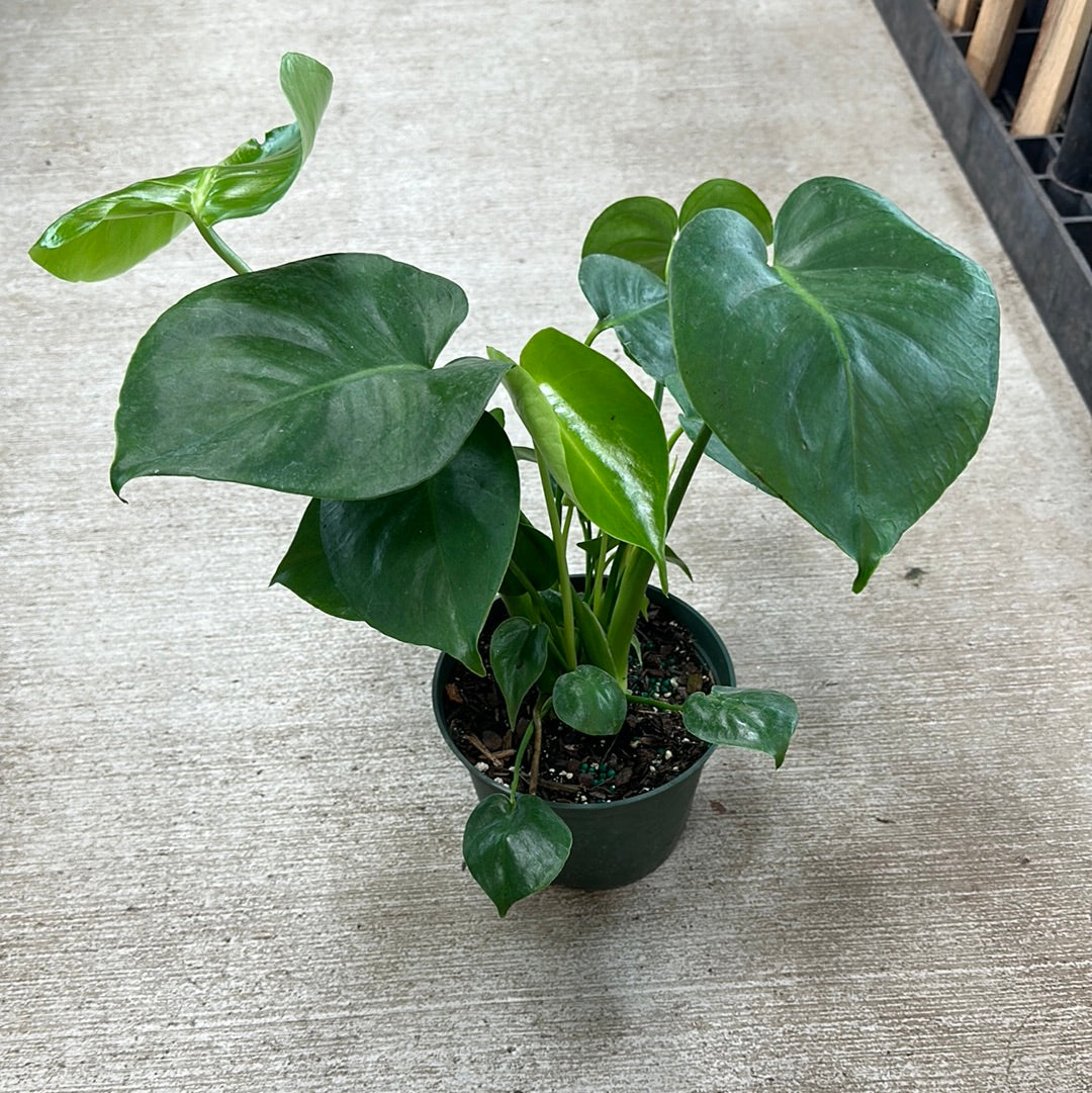 Split Leaf Philodendron Indoor