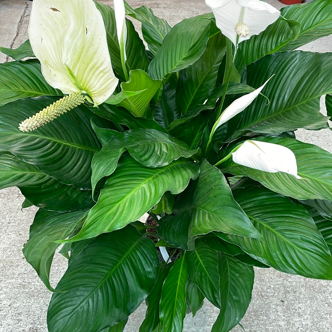 Spathiphyllum 'Sweet Pablo'10" - Sweet Pablo Peace Lily – Kent East ...