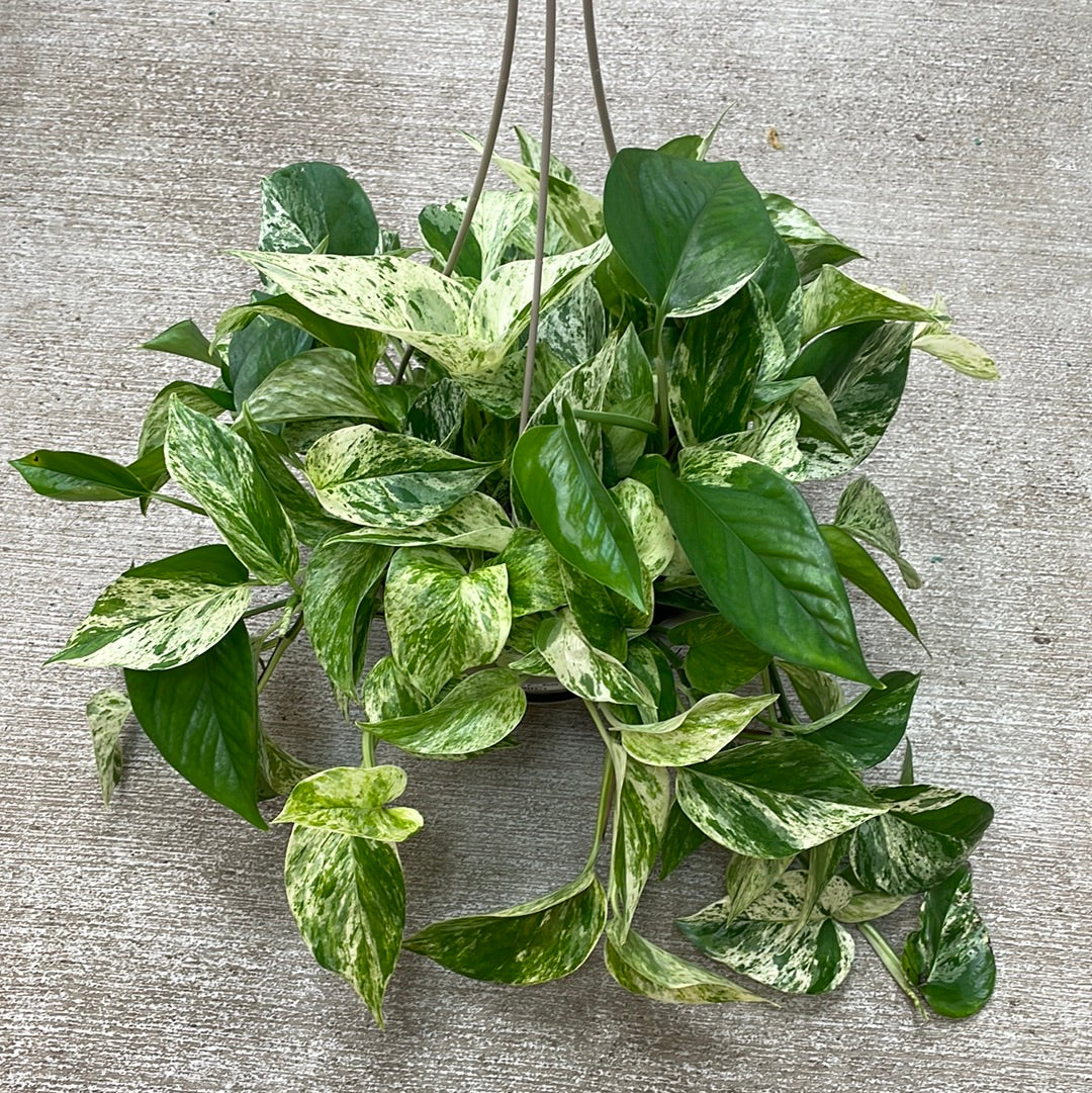 Epipremnum 'Marble Queen' 8" HB - Marble Queen Pothos – Kent East Hill ...