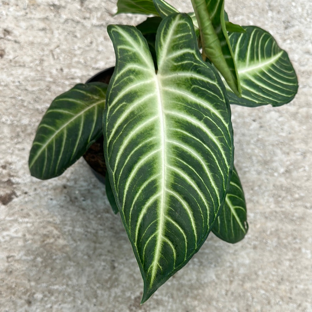 Xanthosoma lindenii magnificum 6" – Kent East Hill Nursery