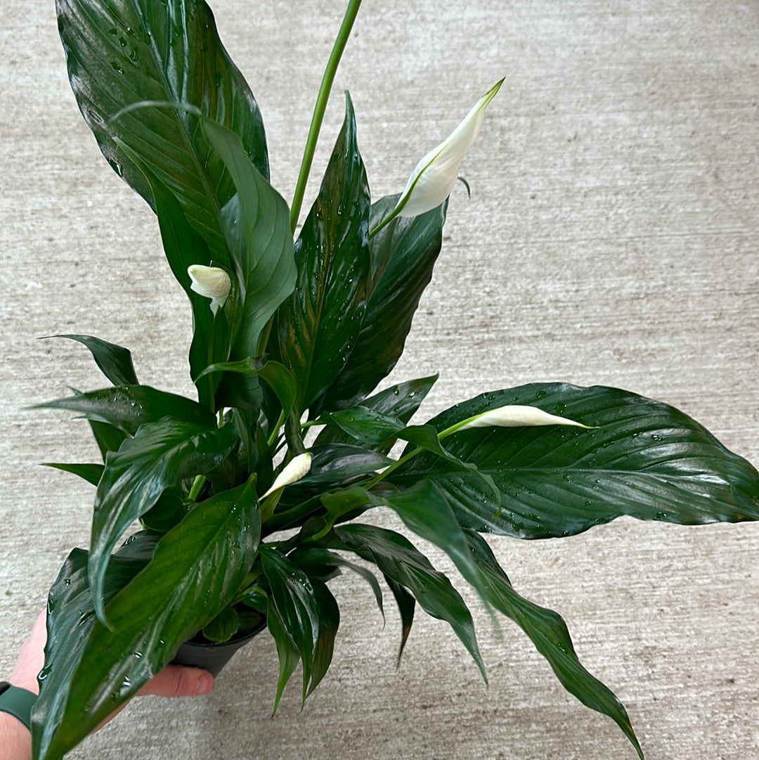 Spathiphyllum sp. 4" - Peace Lily – Kent East Hill Nursery