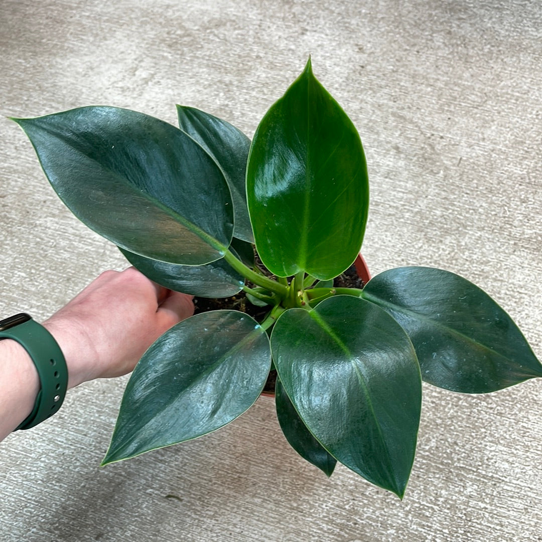 Philodendron sp. Congo Apple 6" – Kent East Hill Nursery