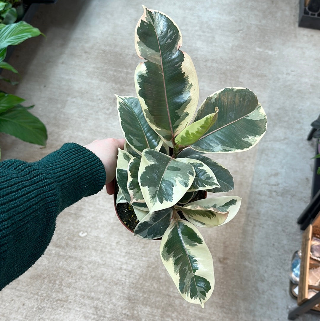 Ficus decora 'Tineke' 6" - Variegated Rubber Plant – Kent East Hill Nursery