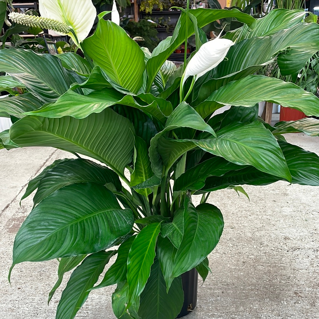 Spathiphyllum 'Sweet Pablo'10" - Sweet Pablo Peace Lily – Kent East ...