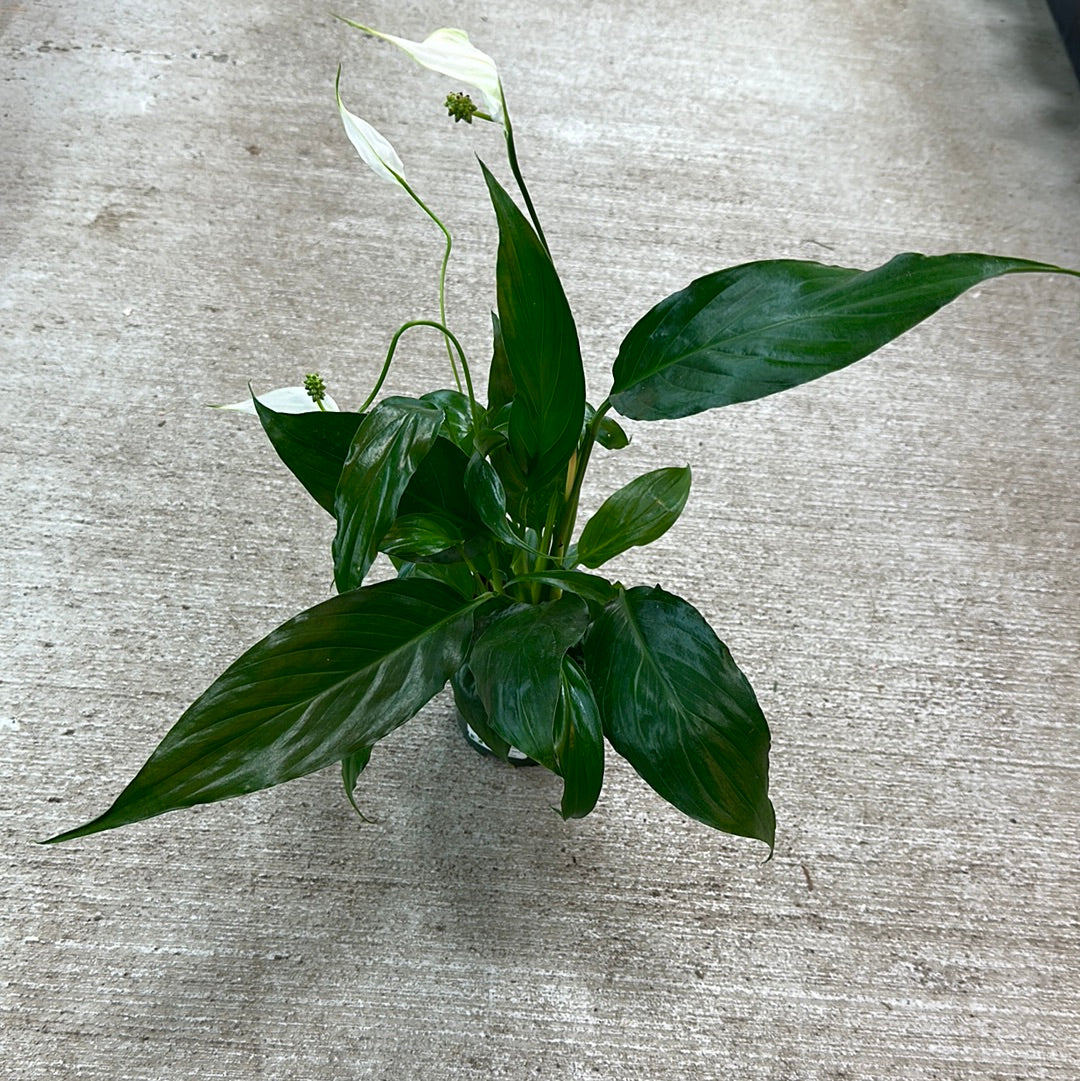 Spathiphyllum 4" - Peace Lily – Kent East Hill Nursery