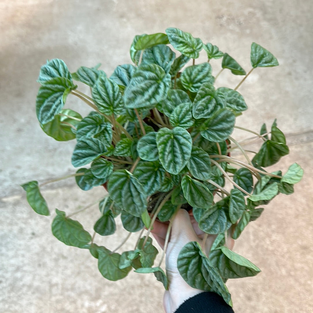 Peperomia sp. 6" - Ripple Peperomia – Kent East Hill Nursery