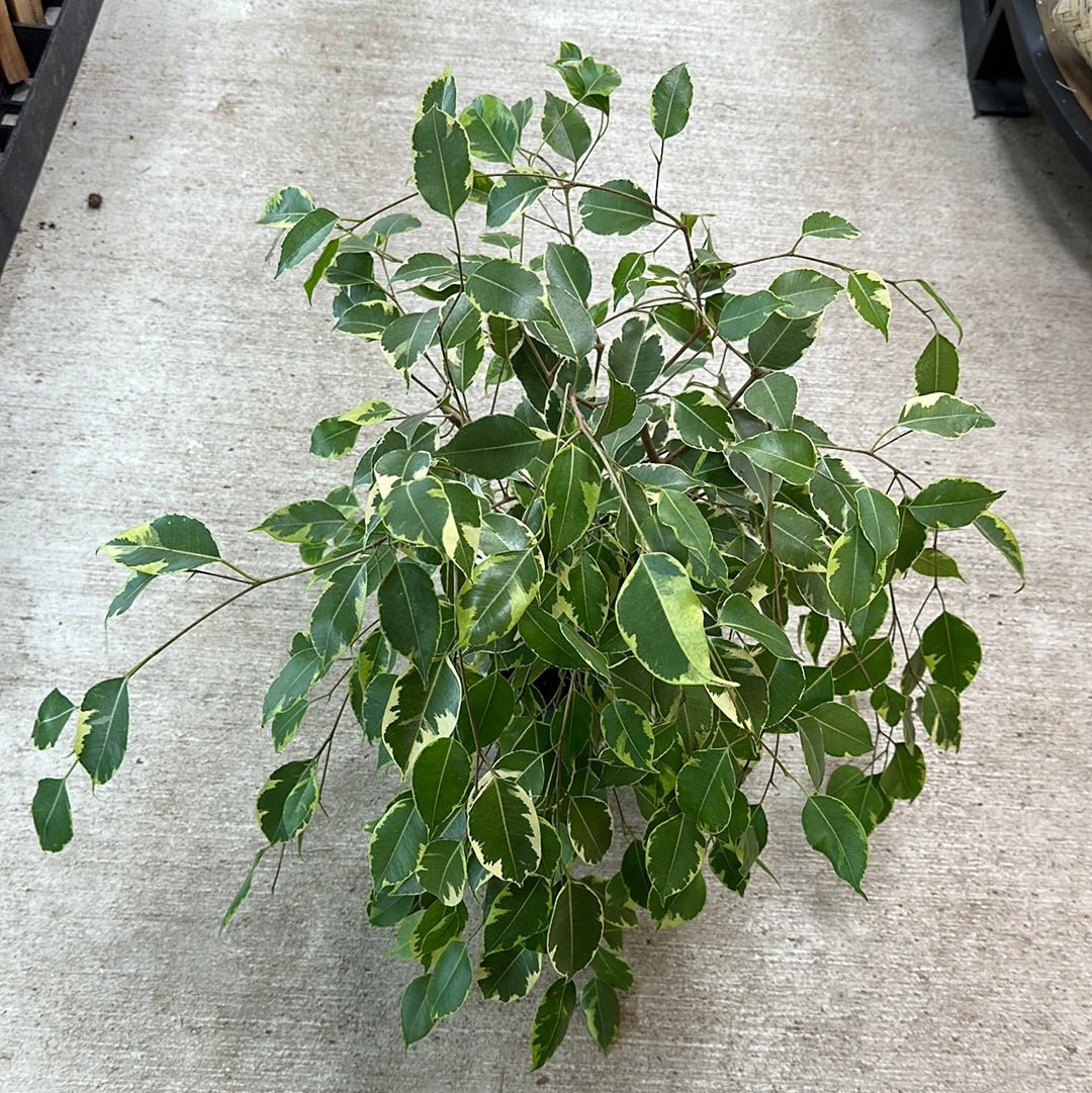 Ficus benjamina variegata 8" - Variegated Weeping Fig – Kent East Hill ...