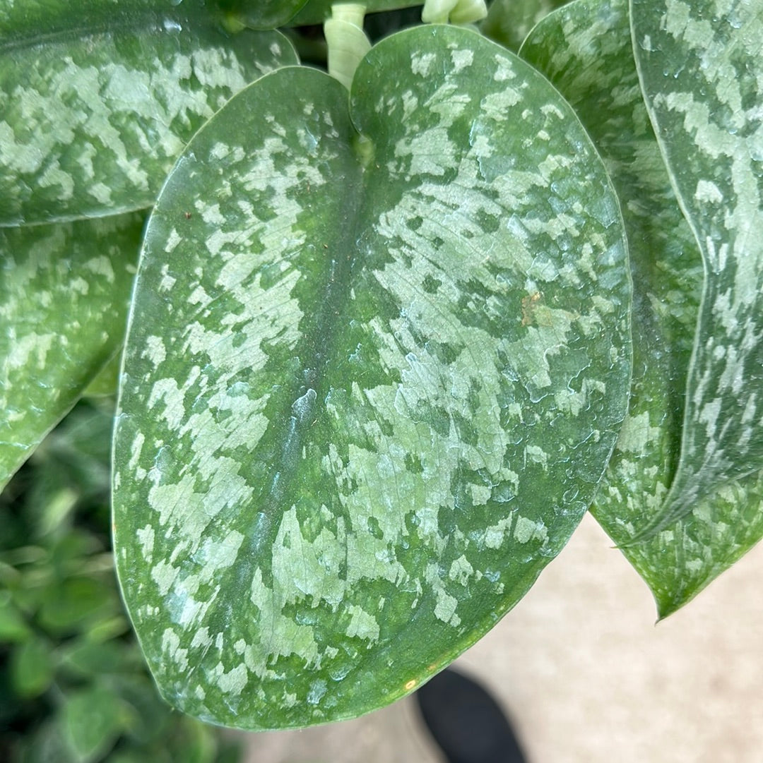 Scindapsus 'Silver Splash' 6" – Kent East Hill Nursery