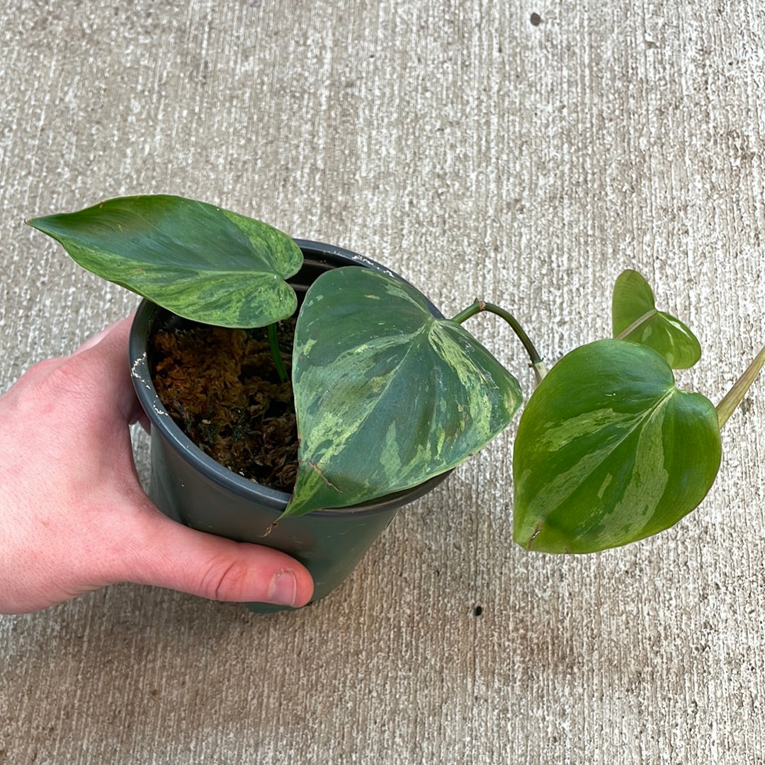 Philodendron Scandens Oxycardium Heartleaf Philodendron