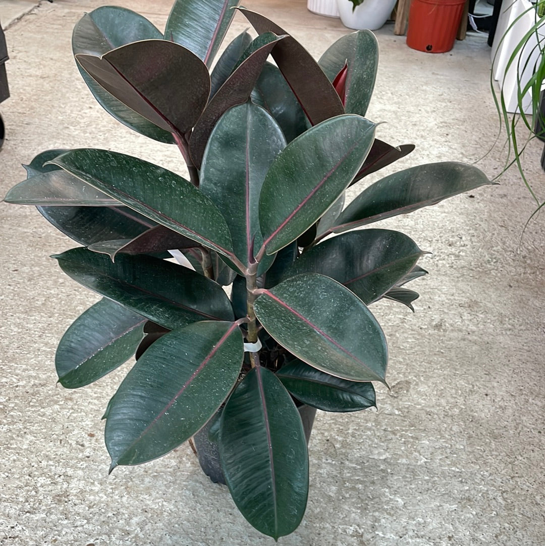 Ficus Burgundy 8" - Burgundy Rubber Tree – Kent East Hill Nursery
