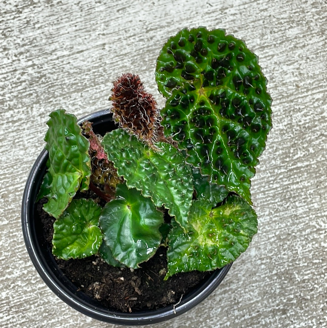 Begonia Ferox 4" Plant 'A' – Kent East Hill Nursery