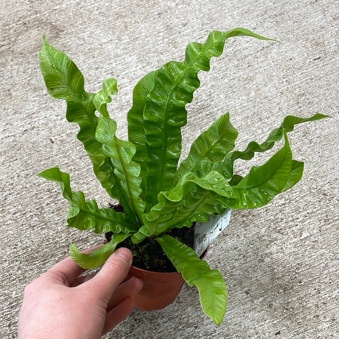 Asplenium 'Crispy Wave' 4" - Crispy Wave Fern – Kent East Hill Nursery