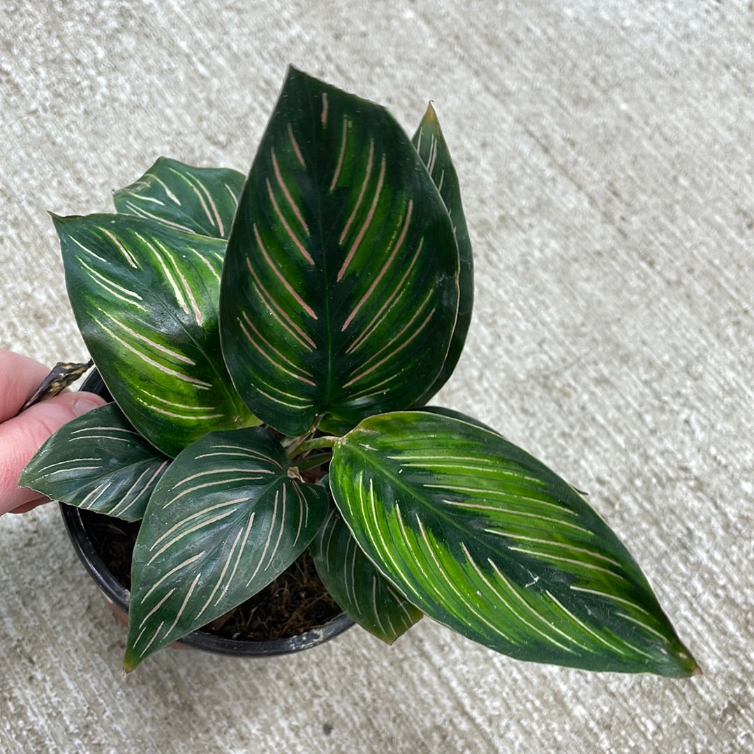 Calathea Beauty Star 4" – Kent East Hill Nursery