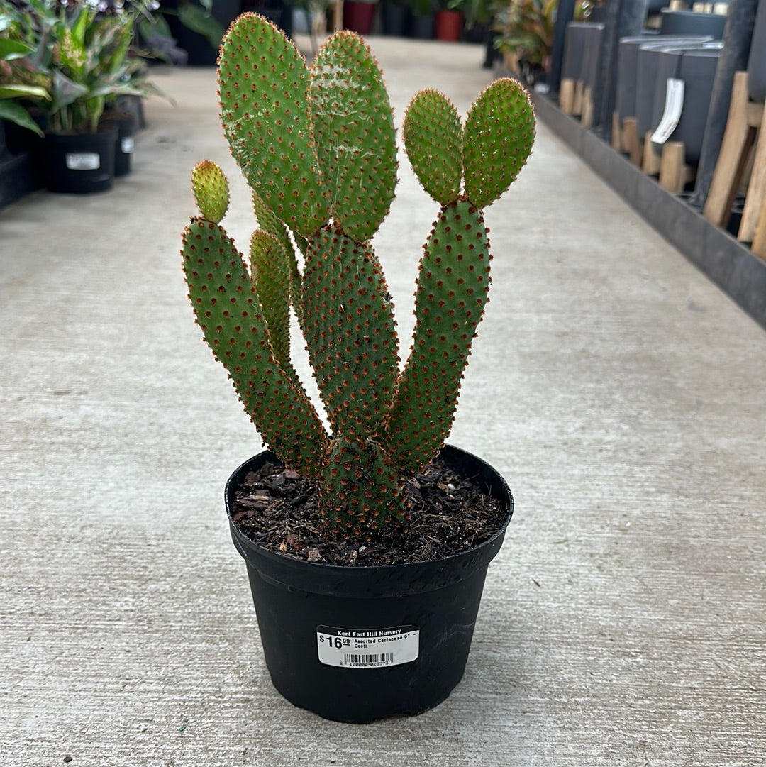 Assorted Cactaceae 6" - Cacti – Kent East Hill Nursery