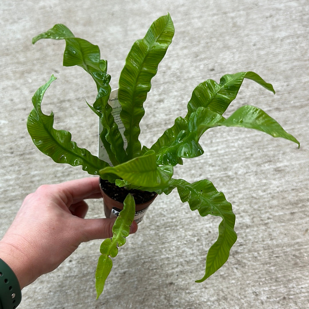 Asplenium 'Crispy Wave' 2" - Crispy Wave Fern – Kent East Hill Nursery