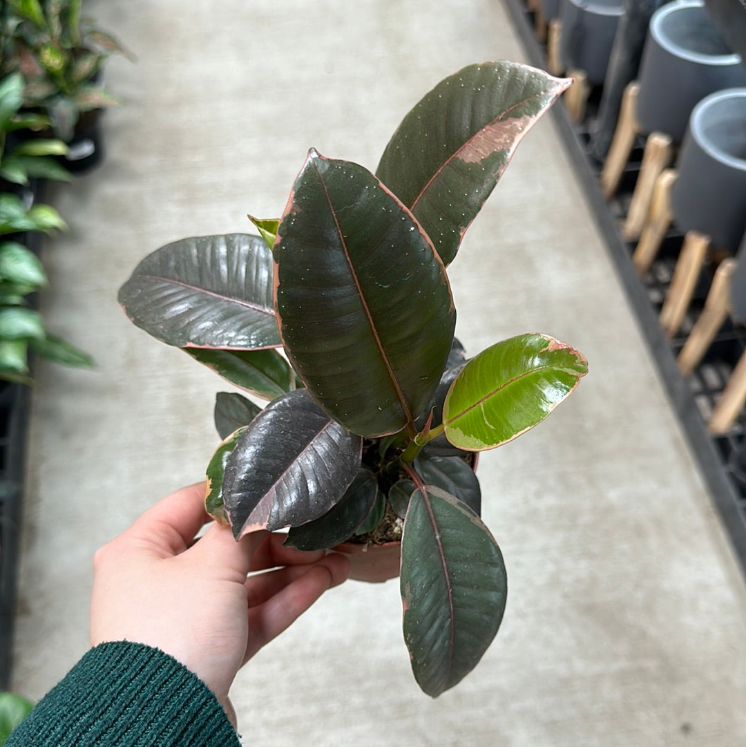 Ficus 'Ruby' 4" - Ruby Rubber Plant – Kent East Hill Nursery