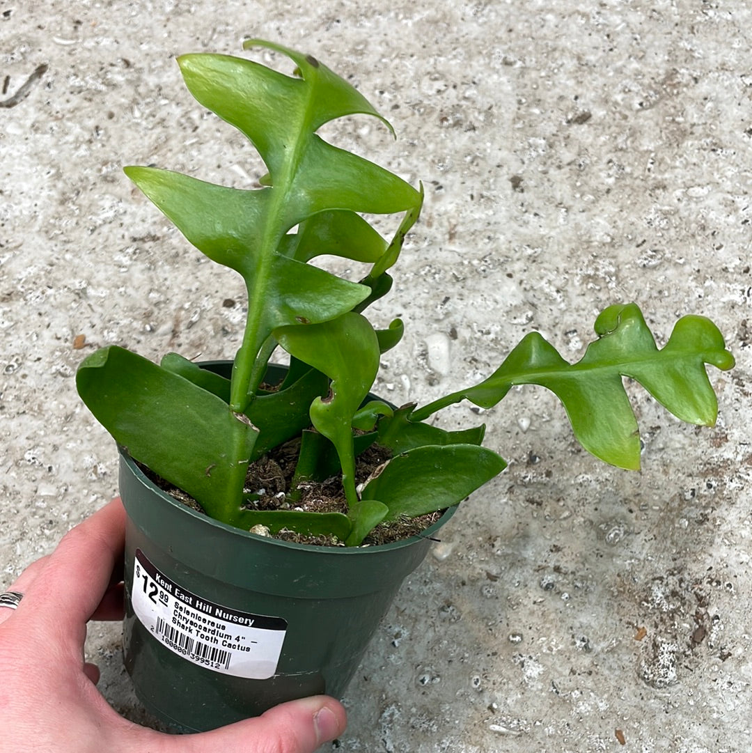 Selenicereus Chrysocardium 4" - Shark Tooth Cactus – Kent East Hill Nursery
