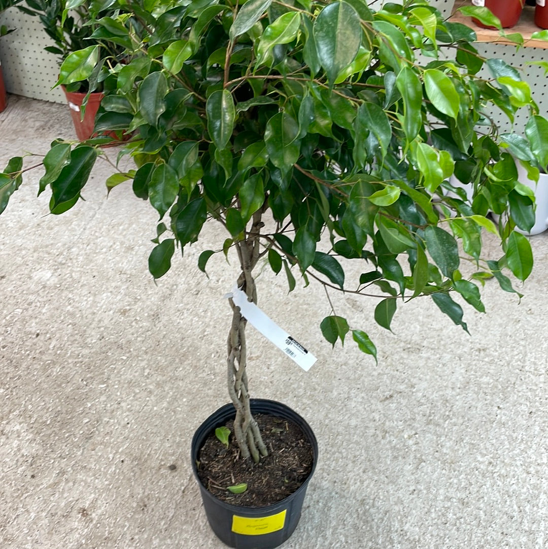 Ficus benjamina braid 10" - Weeping Fig – Kent East Hill Nursery