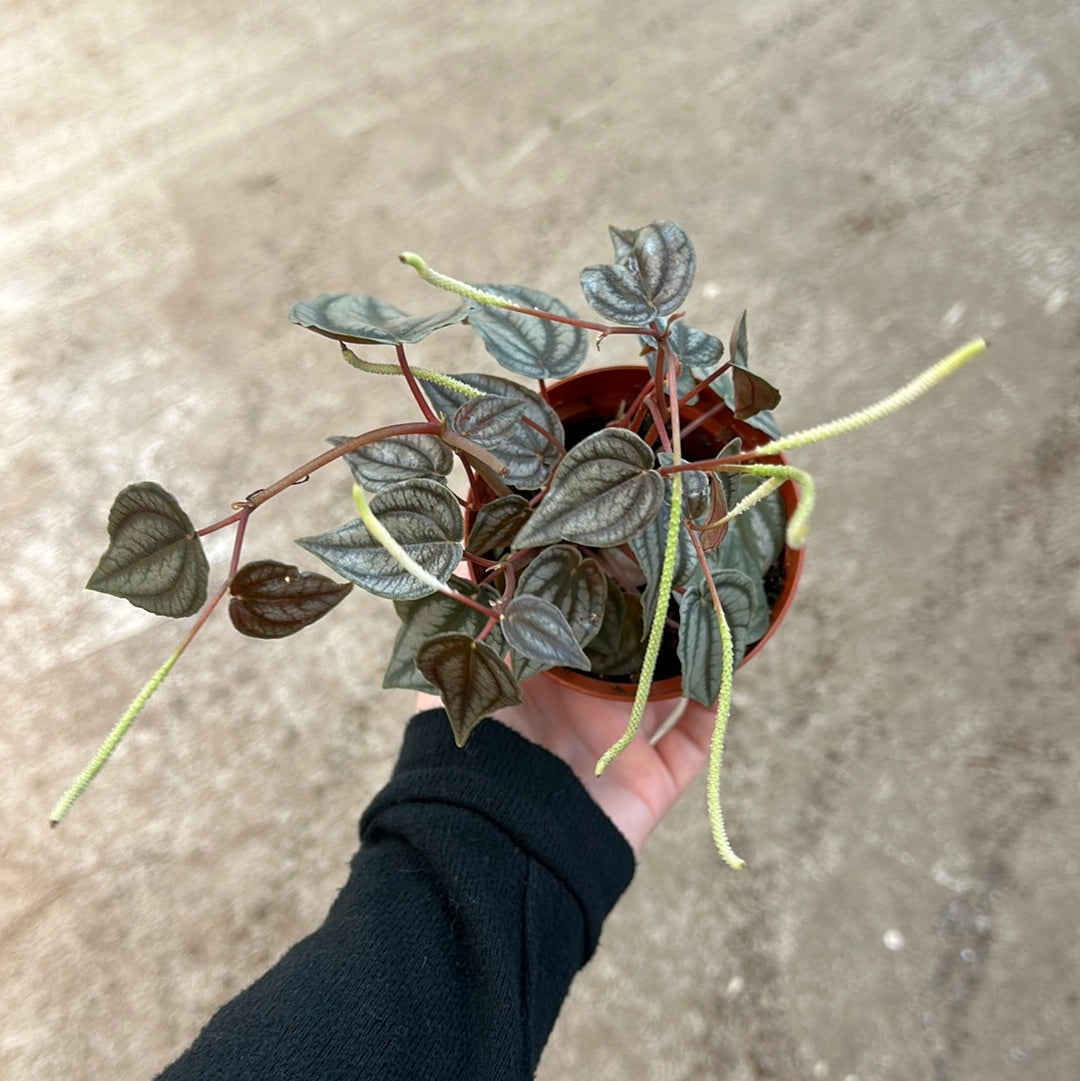 Peperomia turboensis 4" – Kent East Hill Nursery