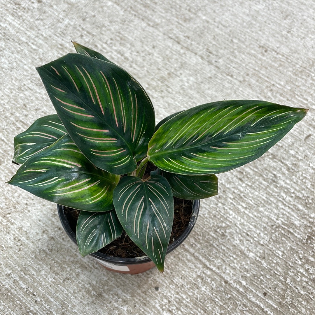 Calathea Beauty Star 4" – Kent East Hill Nursery